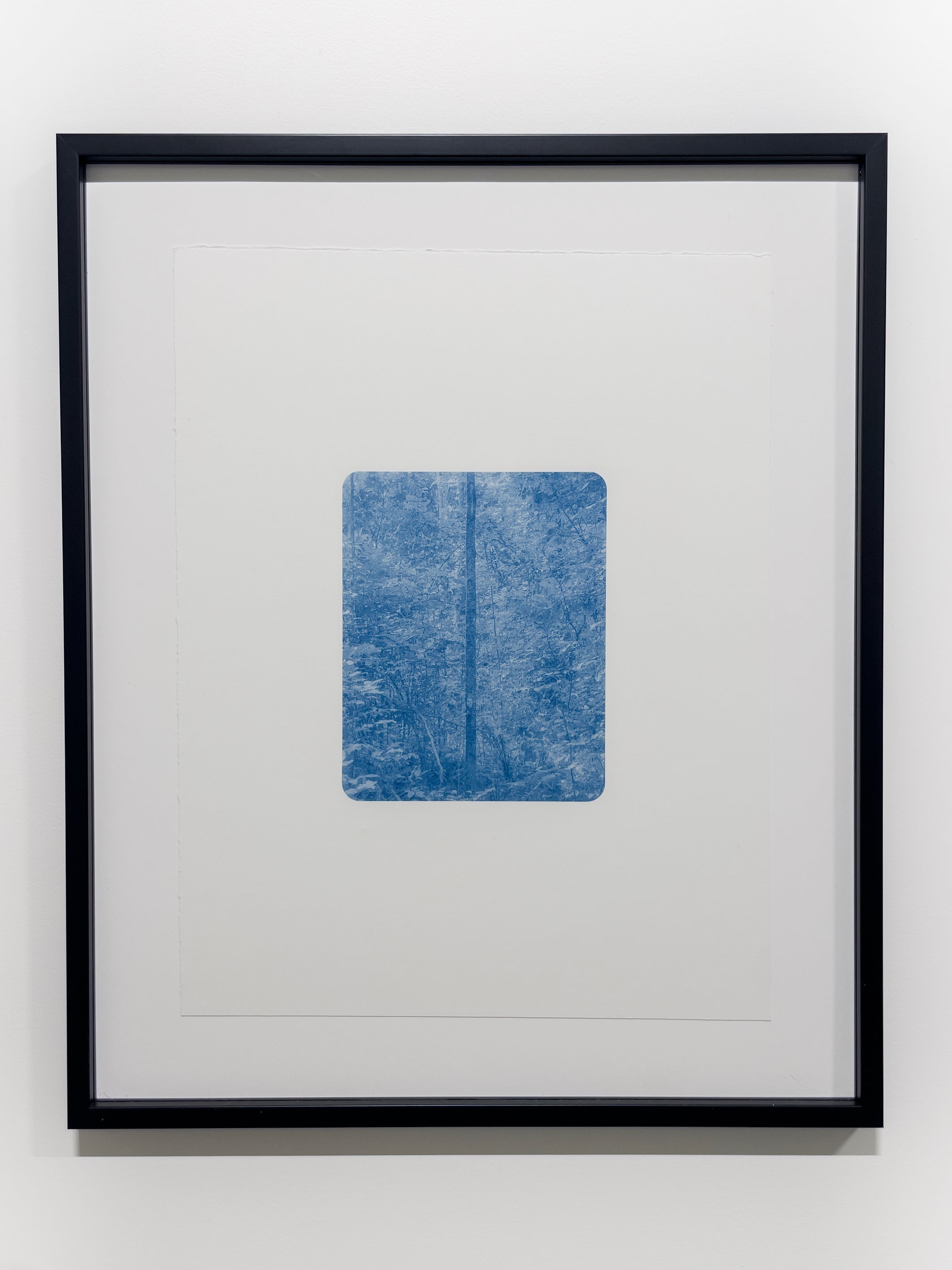 Portrait of Nature IV – Kina NZ Design + Artspace