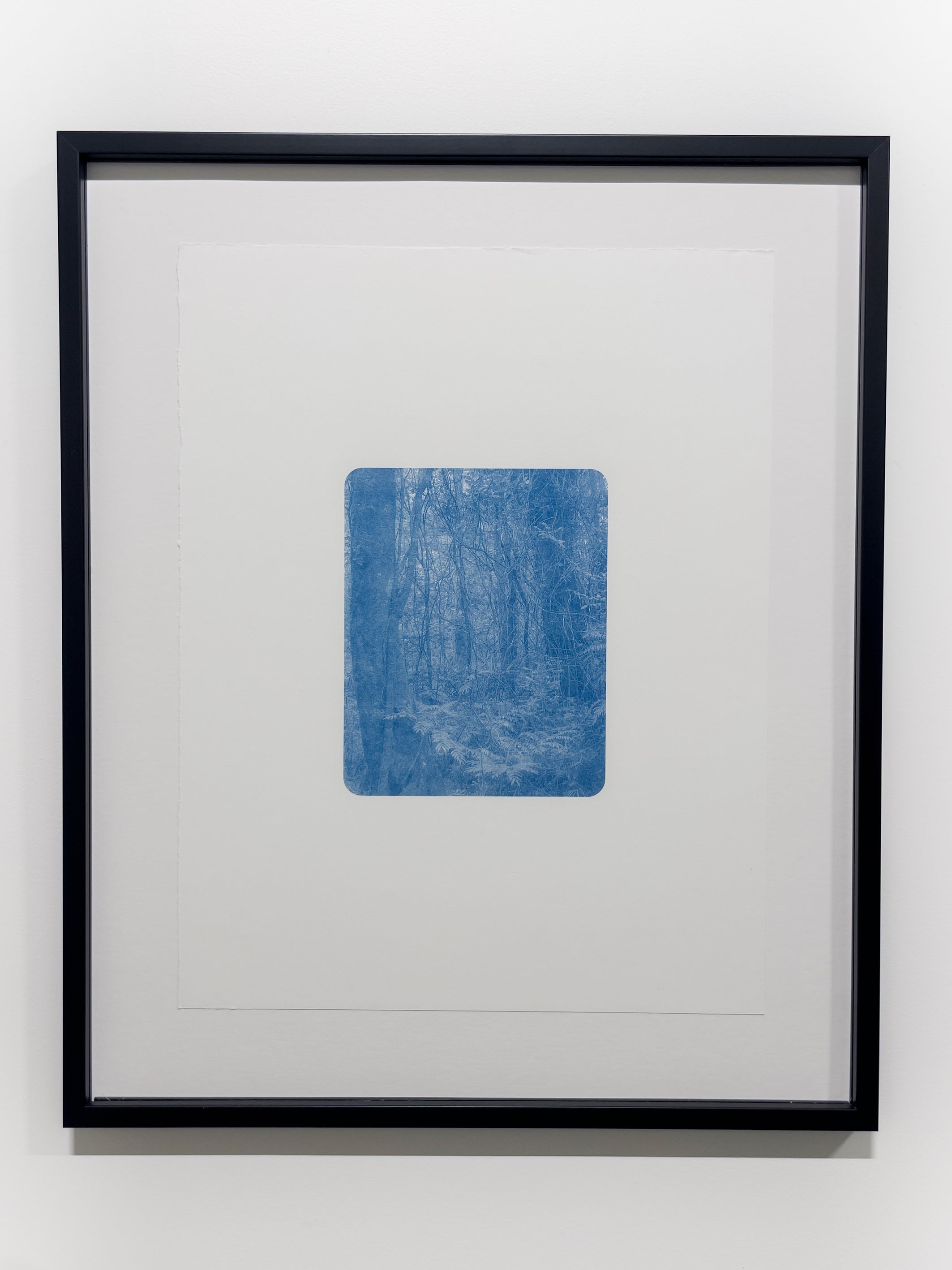 Portrait of Nature V – Kina NZ Design + Artspace