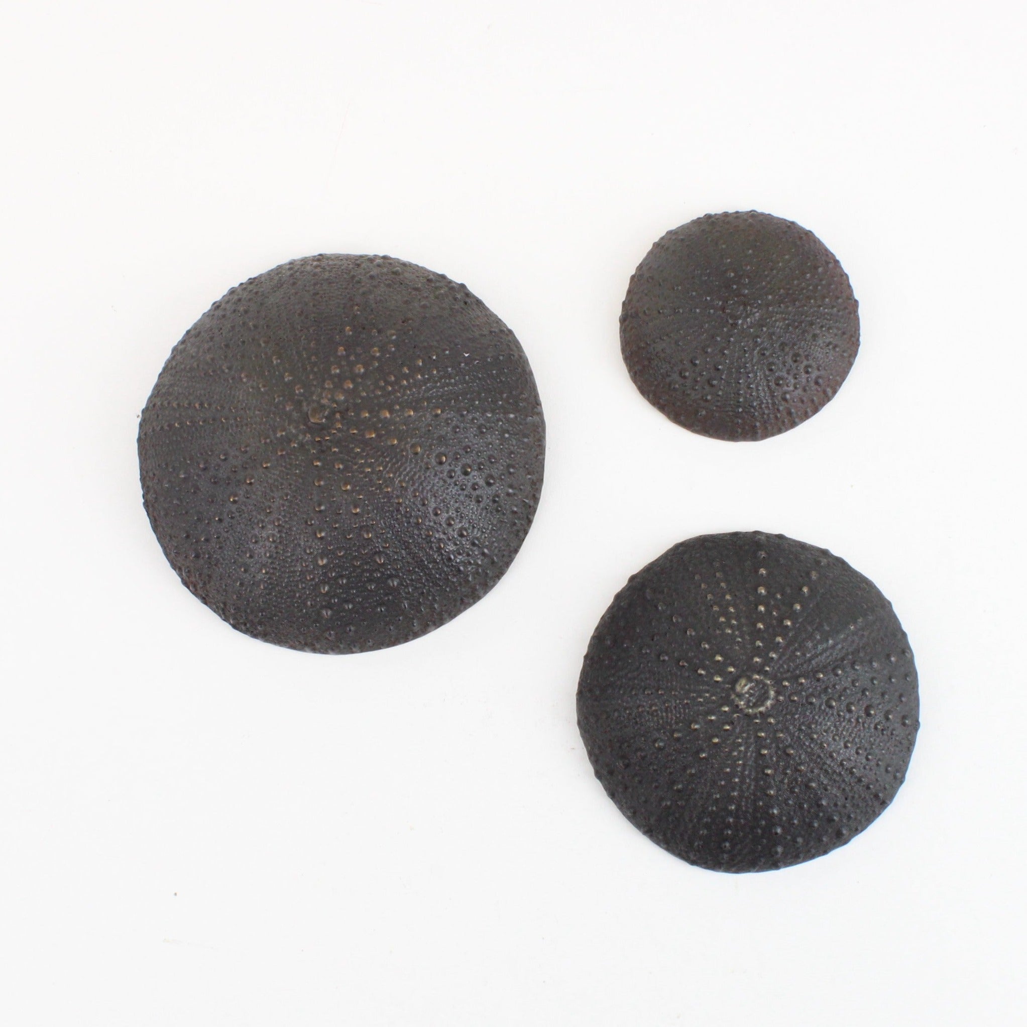 Bronze Kina Shell – Kina NZ Design + Artspace